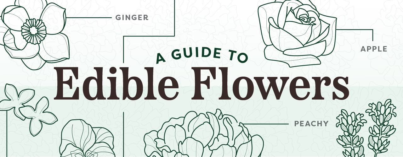 Edible Flowers List