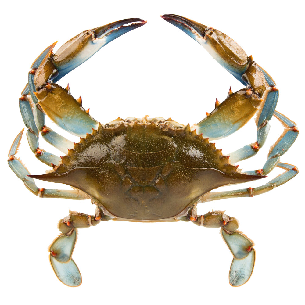 Linton's 5 1/4" Live Medium Maryland Blue Crabs - 84/Case