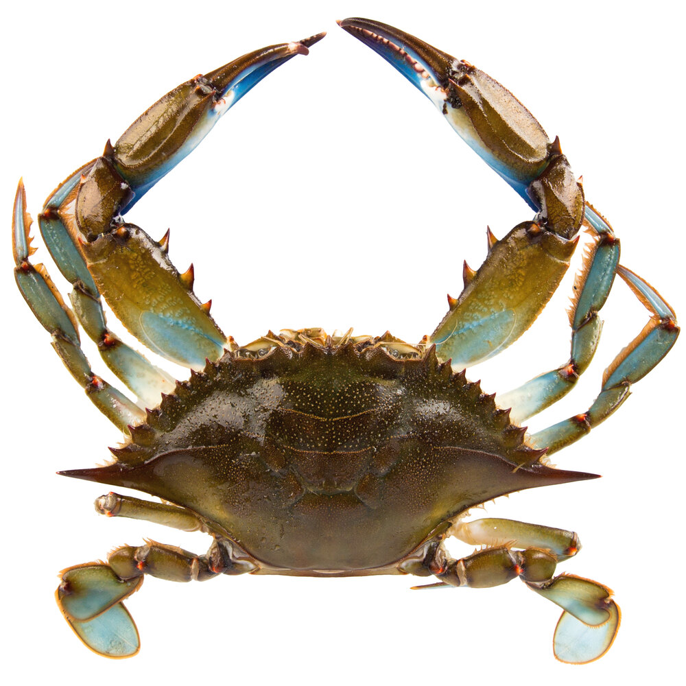 Chesapeake Crab Connection Medium/Large 5 1/2" - 6 1/2" Live Blue Crab ...