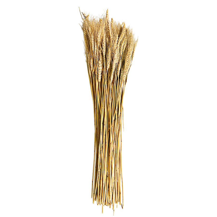 Kalalou 7 oz. Bundle of Dried Natural Wheat Stems - 24/Set