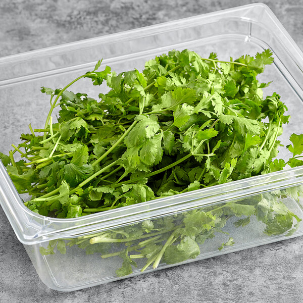 Bunched Cilantro - 30/Case