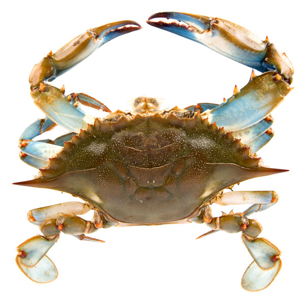 Chesapeake Crab Connection Large/Extra Large 6" - 7" Live Blue Crab - 1 ...