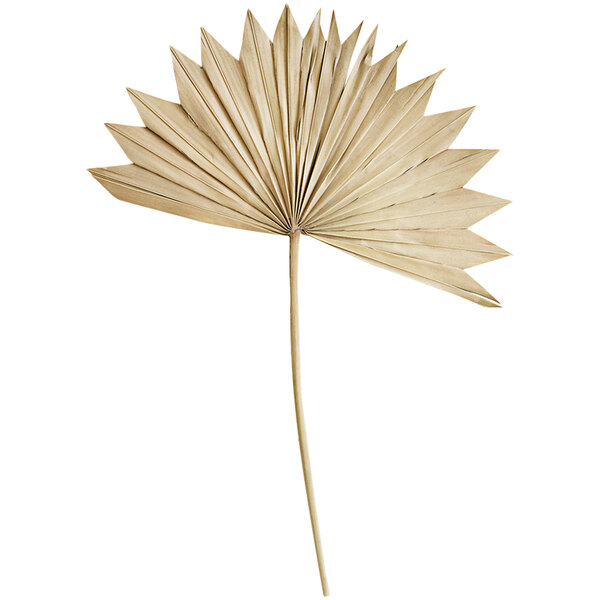 Dried Sun Palm