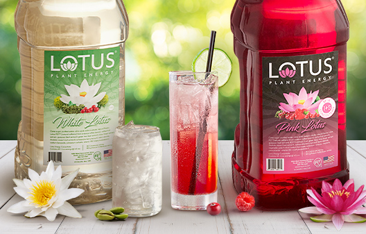 Lotus Plant Energy Beverages in Bulk at WebstaurantStore